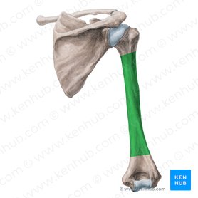 Humerus: Anatomy and clinical notes | Kenhub