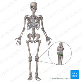 Tibial tuberosity: location, anatomy and function | Kenhub
