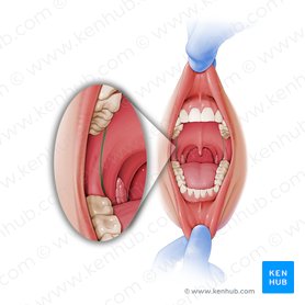 Buccinator: Origin, insertion, innervation, function | Kenhub