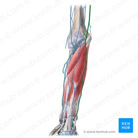 Veins of the upper limb: Anatomy | Kenhub