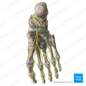 Tibial nerve: Origin, course and function | Kenhub
