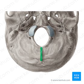 Schädelbasis - Aufbau, Foramina, Schädelbasisbruch | Kenhub