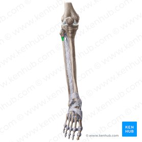 Fibula: Anatomy, bone landmarks and clinical aspects | Kenhub