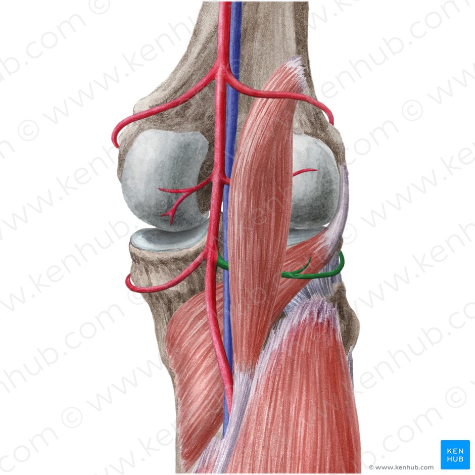 Popliteus muscle: Attachments, innervation and function | Kenhub