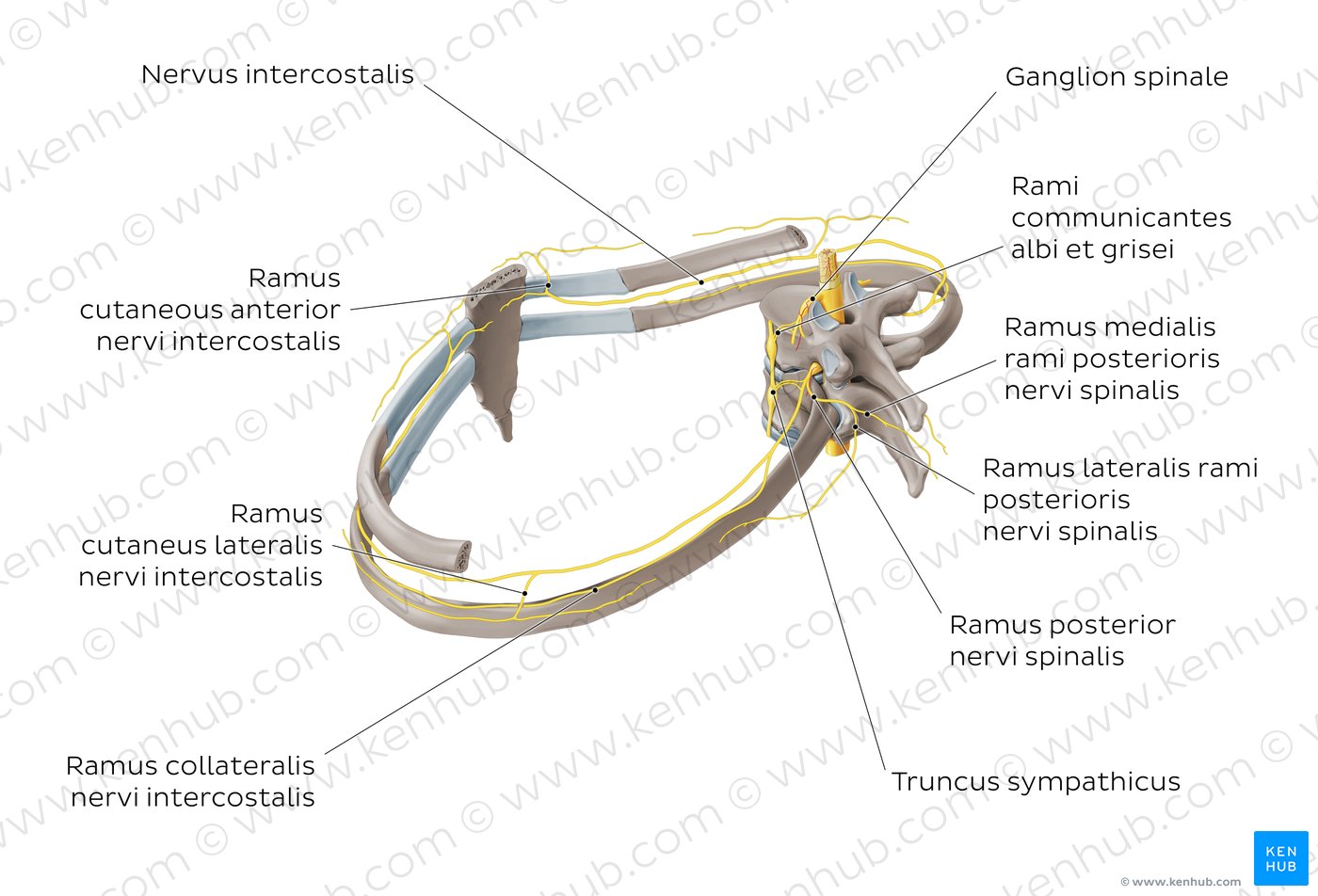 Nervi intercostales - Anatomie, Verlauf und Funktion | Kenhub
