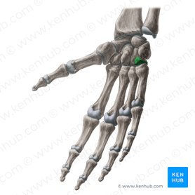 Carpal bones: Anatomy, relations and mnemonic | Kenhub