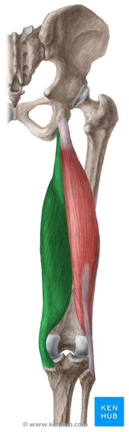 Posterior Thigh Muscles Hamstrings Kenhub