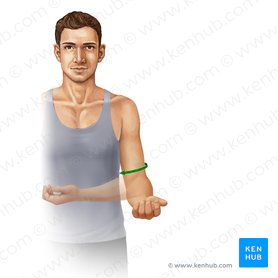 Biceps brachii muscle: Origin, insertion, action | Kenhub