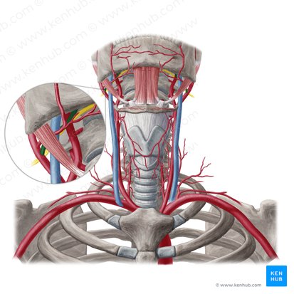 Lingual artery: Anatomy, branches, supply | Kenhub