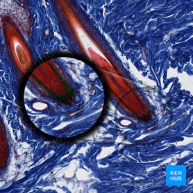 Integumentary system: Definition, diagram and function | Kenhub