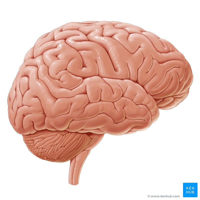 Cortex cérébral et fonctions cognitives supérieures | Kenhub