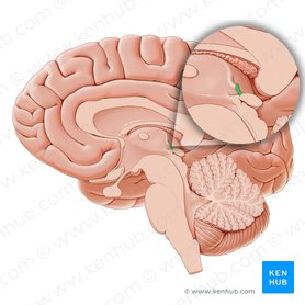 Commissural pathways: Anatomy and function | Kenhub