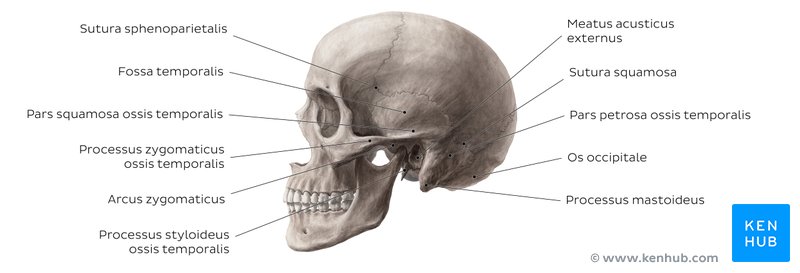 Crânio humano: Anatomia, estrutura e ossos | Kenhub