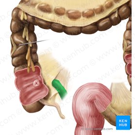 Dünndarm - Anatomie, Funktion, Aufbau und Histologie | Kenhub