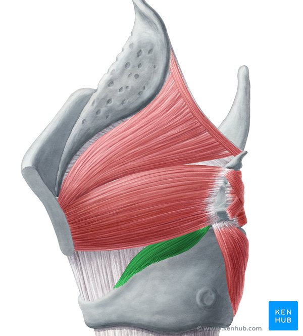Kehlkopfmuskulatur - Anatomie, Innervation und Funktion | Kenhub