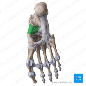 Os naviculare (Kahnbein) - Anatomie & Funktion | Kenhub