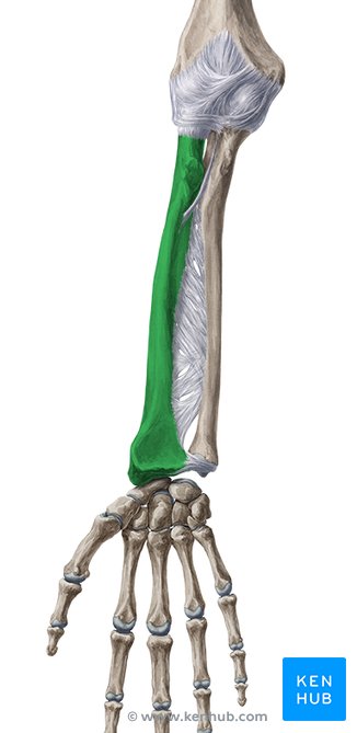Radius (Speiche): Anatomie, Aufbau, Gelenke und Bänder | Kenhub