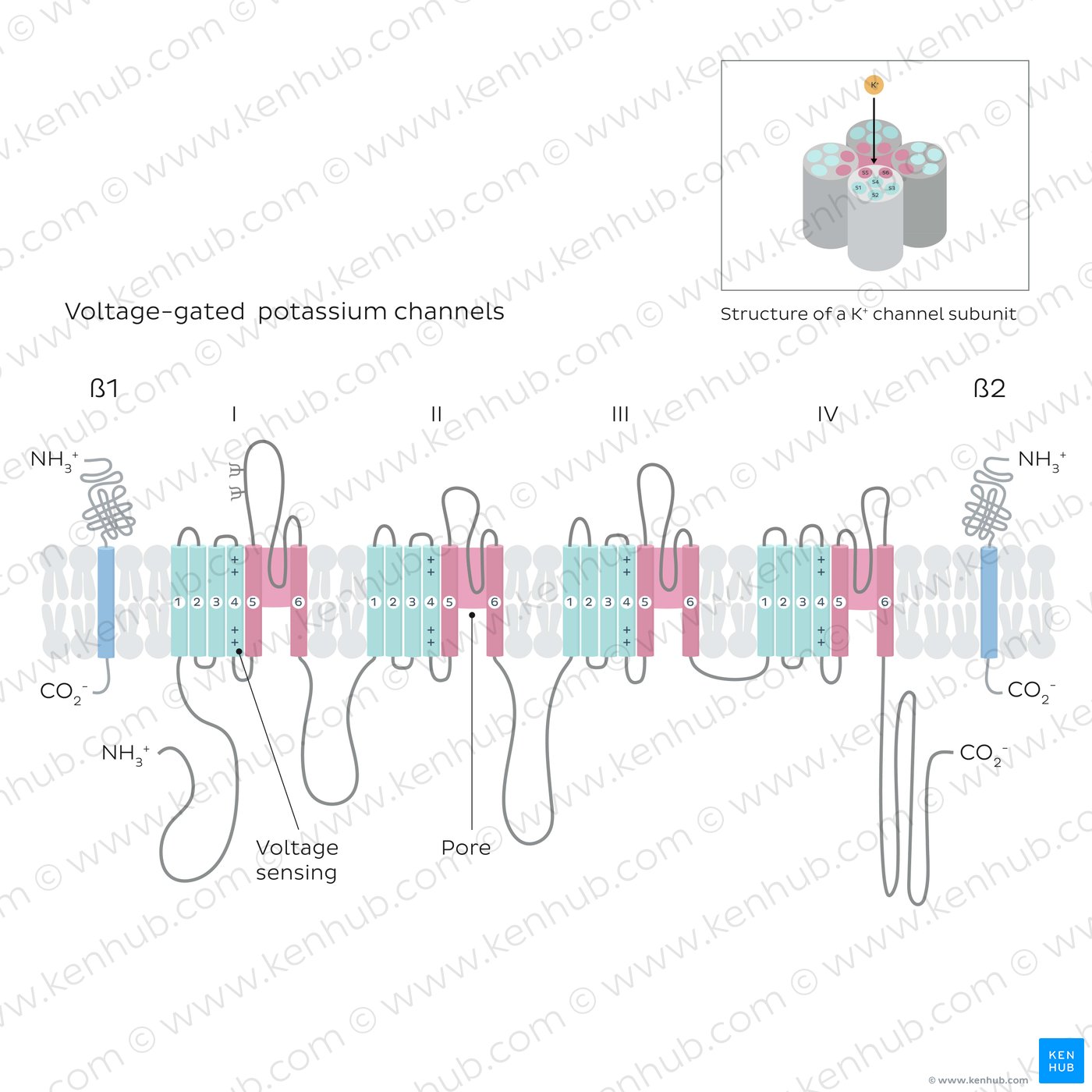 Voltage-gated ion channels: Structure, types and function | Kenhub