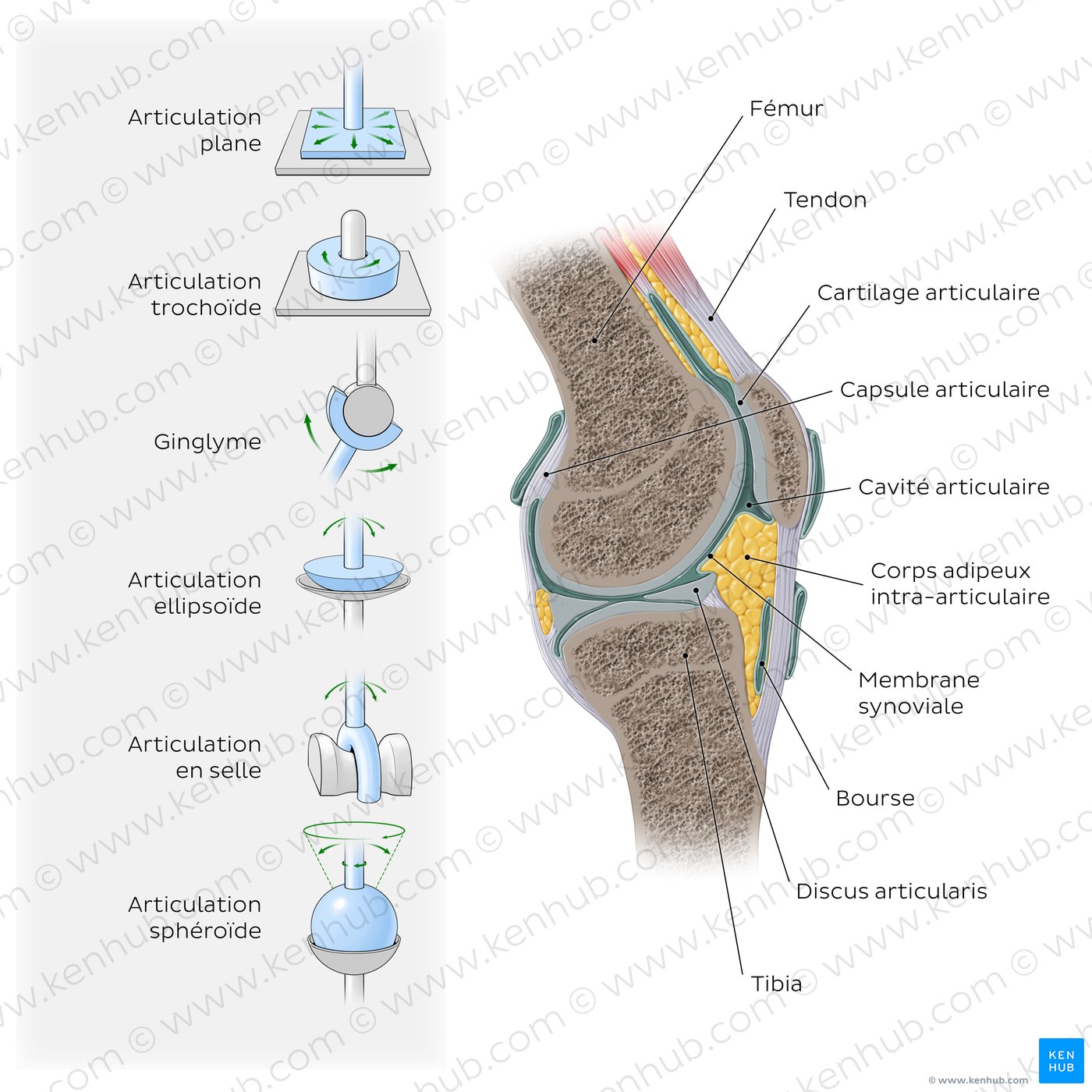 Terminologie anatomique : Plans, directions et régions | Kenhub