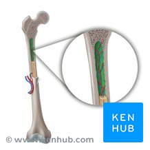 Medullary cavity: Anatomy, structure and function | Kenhub