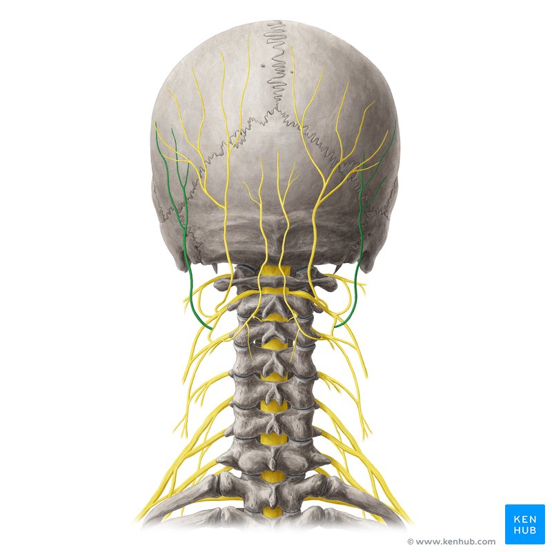 Nervo Occipital Menor