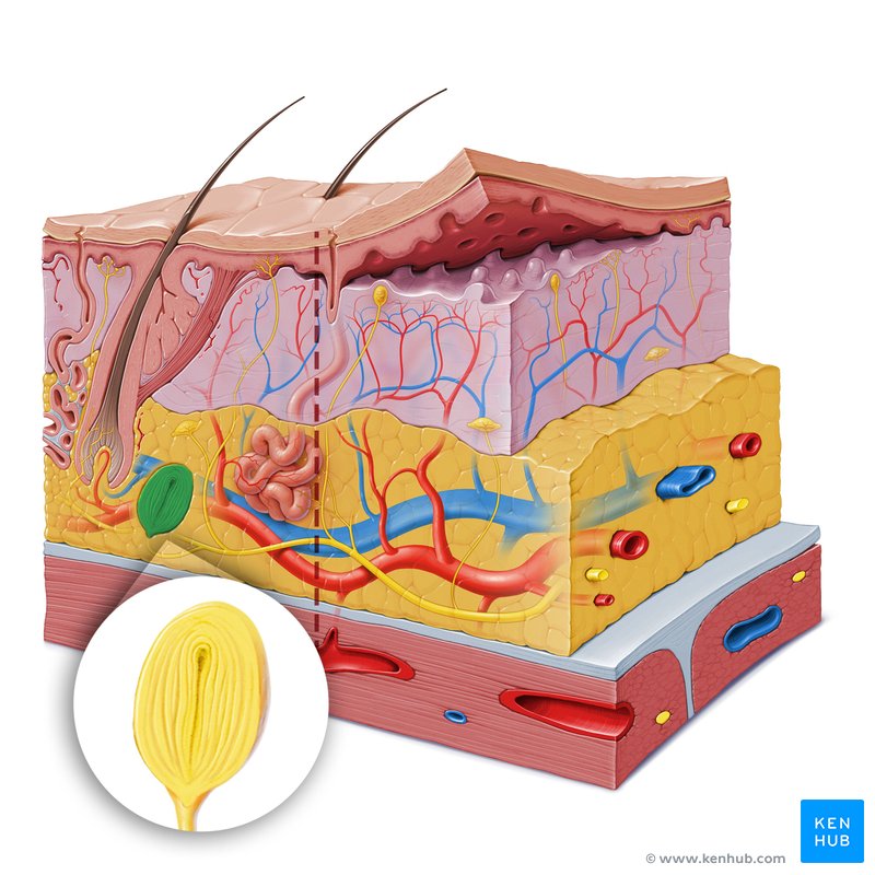 Pacinian (lamellar) corpuscles: structure and function | Kenhub