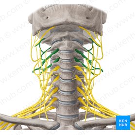 Cervical plexus: Anatomy, branches, course, innervation | Kenhub