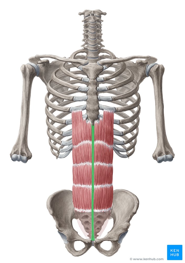 Línea alba: Inserciones, relaciones y función | Kenhub
