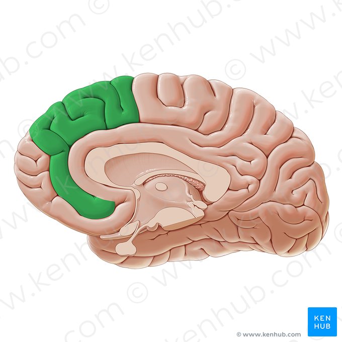 Midsagittal section of the brain: Anatomy | Kenhub