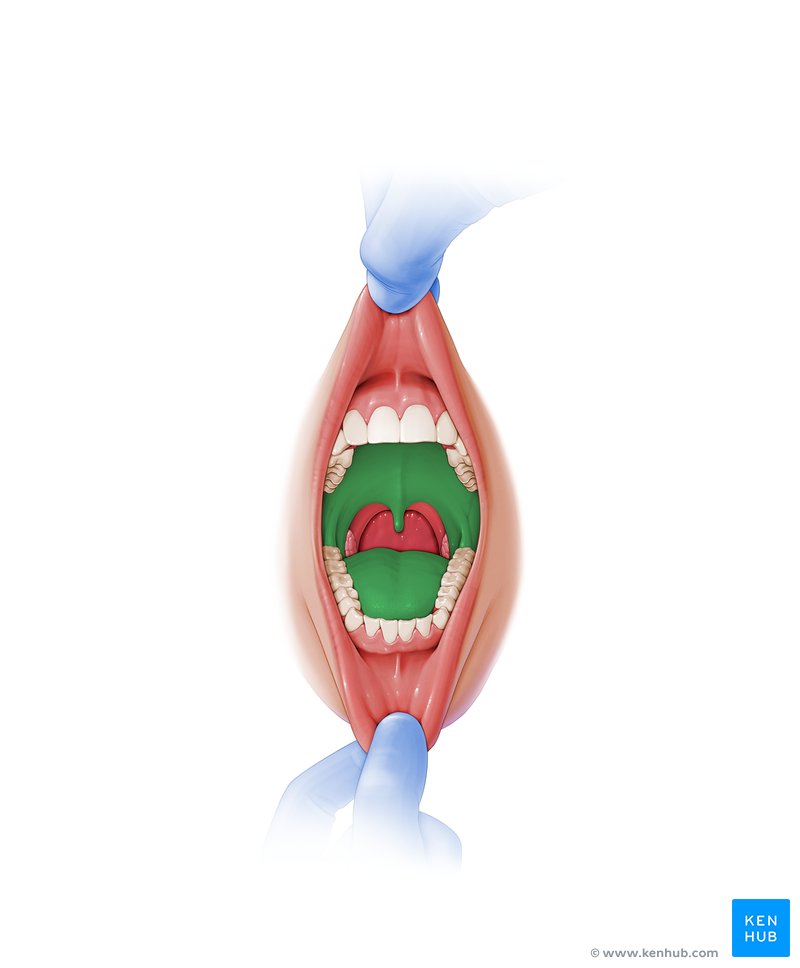 Cavidade oral: Anatomia, língua, músculos e inervação | Kenhub
