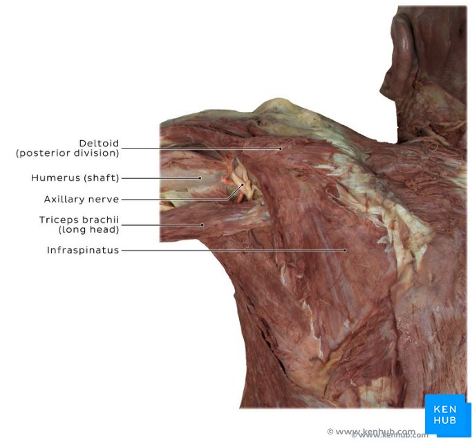 Dislocated shoulder: Causes, types, symptoms, diagnosis | Kenhub