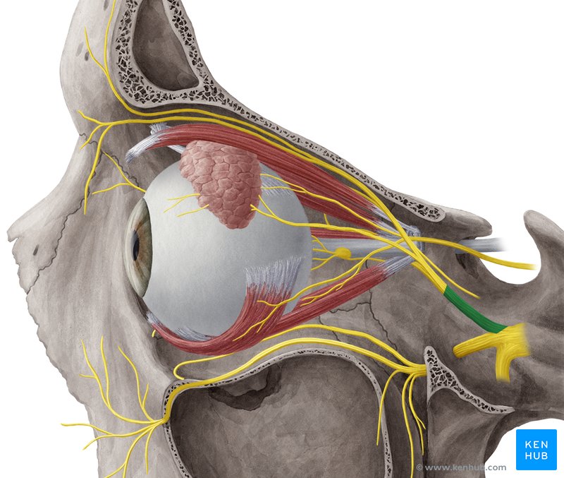 Nervus ophthalmicus - Anatomie | Kenhub