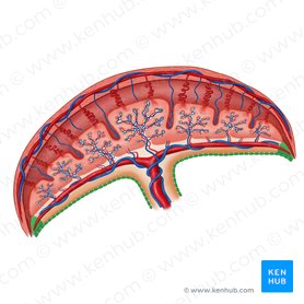 Placenta: anatomy and function. | Kenhub