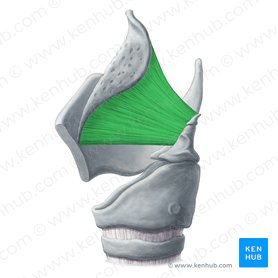 Larynx anatomy: Cartilages, ligaments and muscles | Kenhub
