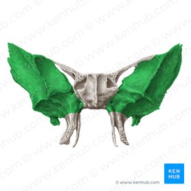 Os sphenoidale (Keilbein): Anatomie, Funktion, Öffnungen | Kenhub