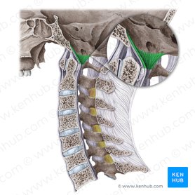 Joints and ligaments of the vertebral column: Anatomy and | Kenhub