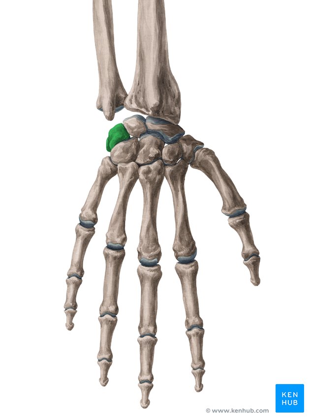 Os triquetrum (Dreieckbein) - Anatomie & Klinik | Kenhub