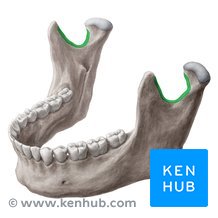 Mandibular notch: Anatomy and function | Kenhub