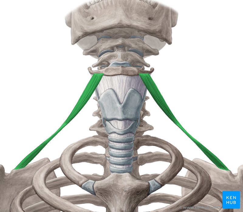 Omo-hióideo: Origem, inserção, inervação e ação | Kenhub