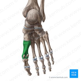 Sesambein - Definition, Funktion, Klinik | Kenhub