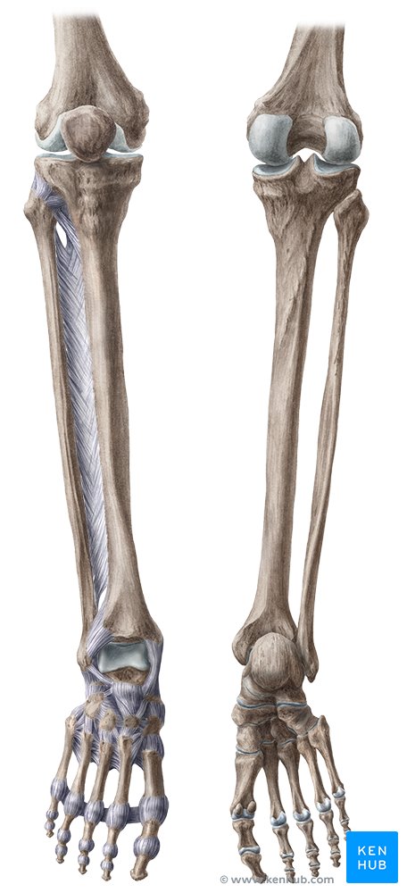 Real Tibia Bone
