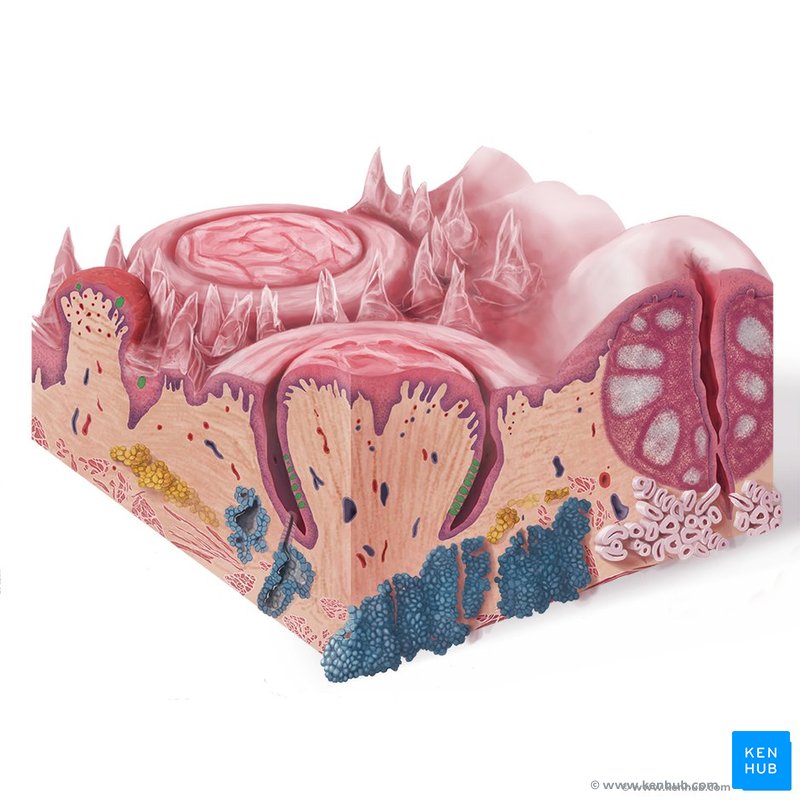 taste buds under microscope