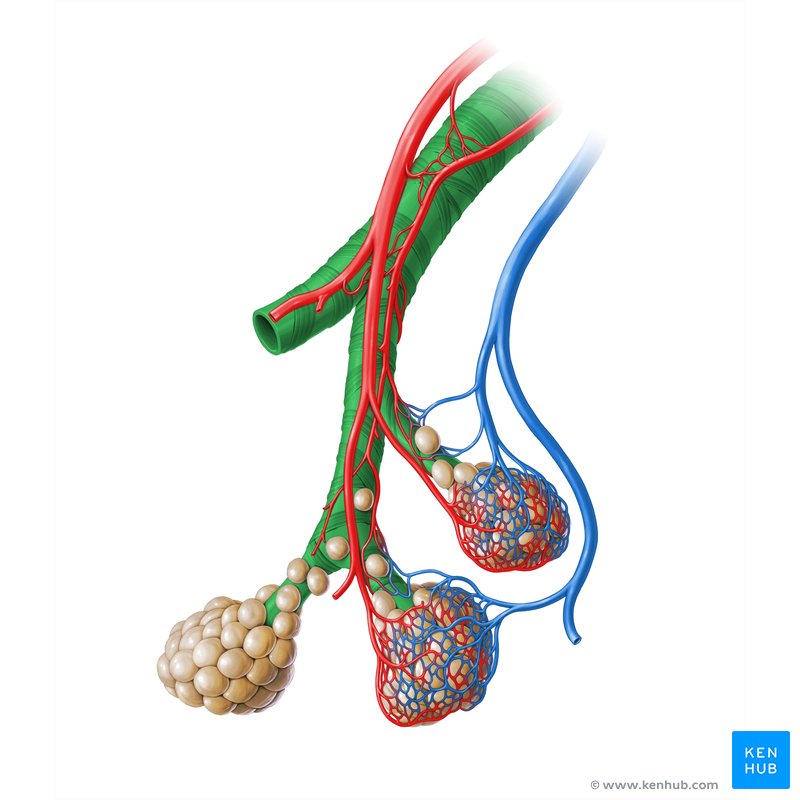 Bronchioles: Anatomy and function | Kenhub
