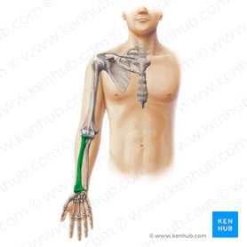 Radio y ulna (cúbito): Anatomía y funciones | Kenhub