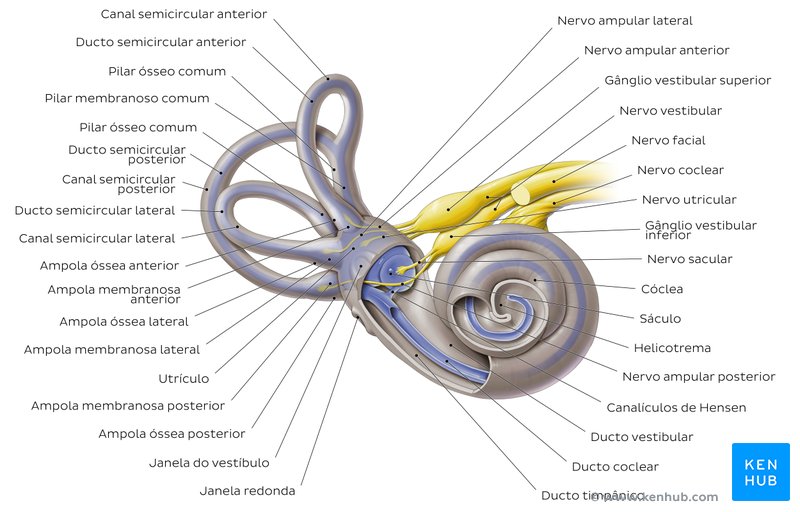 Ouvido - Anatomia, constituintes, sistema auditivo | Kenhub