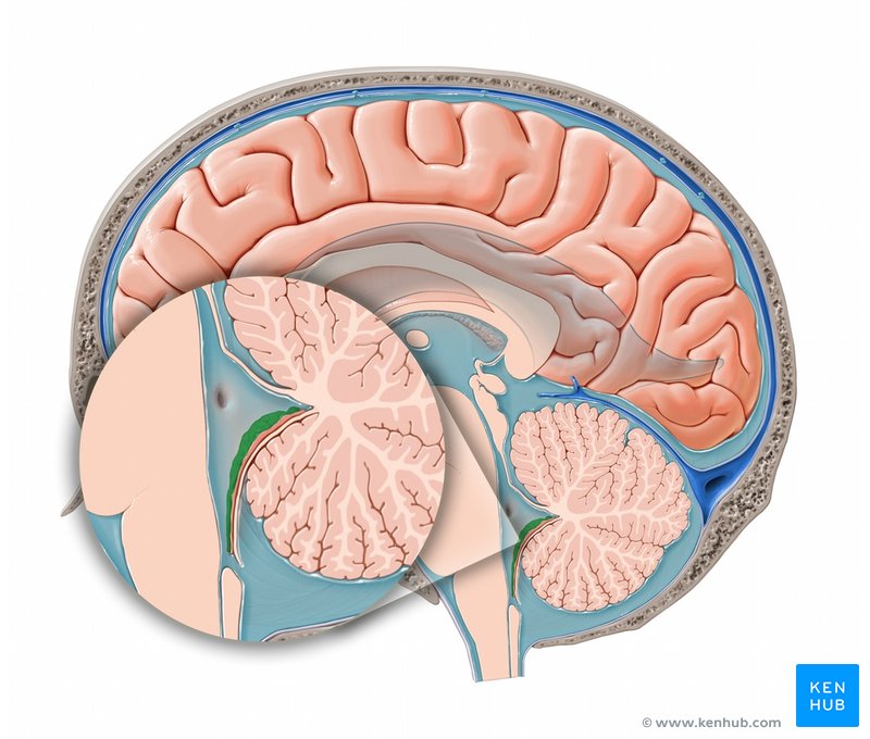 Choroid Plexus Anatomy Histology And Clinical Aspects Kenhub