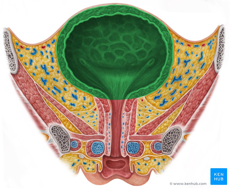 Harnblase (Vesica urinaria): Anatomie und Klinik | Kenhub