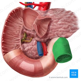 Dünndarm - Anatomie, Funktion, Aufbau und Histologie | Kenhub