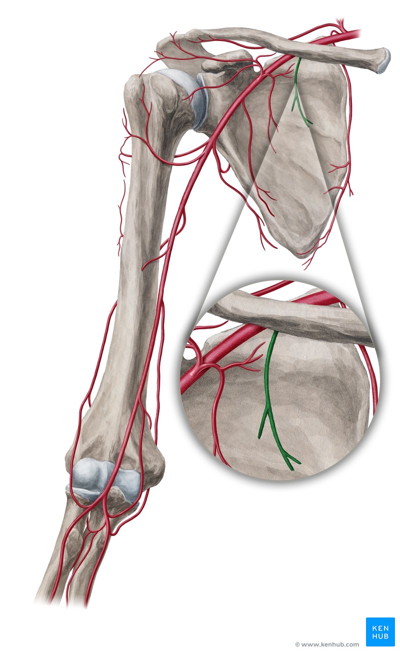 Superior thoracic artery: Anatomy, branches, supply | Kenhub