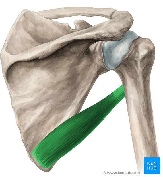 Musculus teres major - Anatomie, Funktion, Schmerzsyndrom | Kenhub